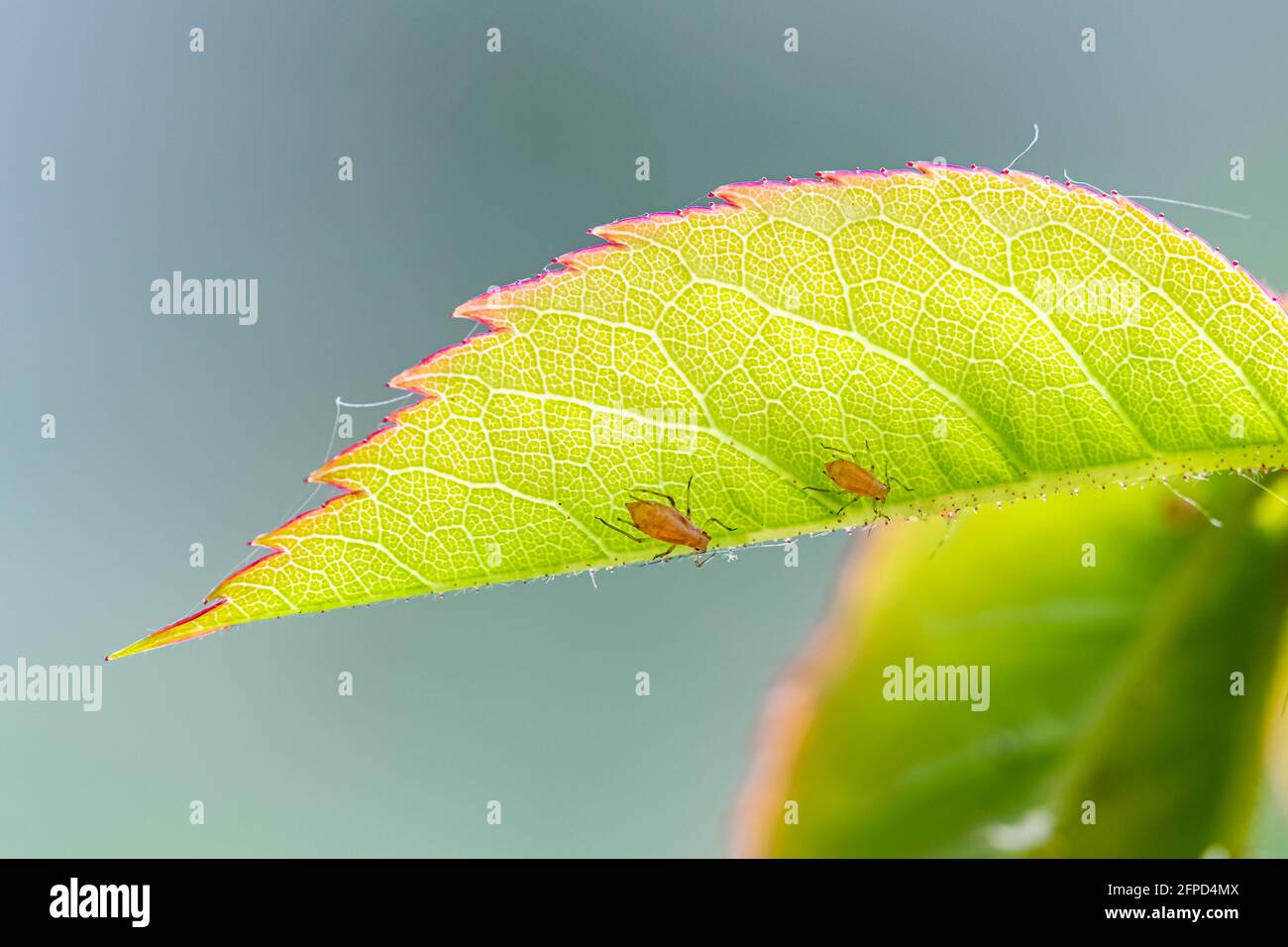 Leaf sap hi-res stock photography and images - Alamy