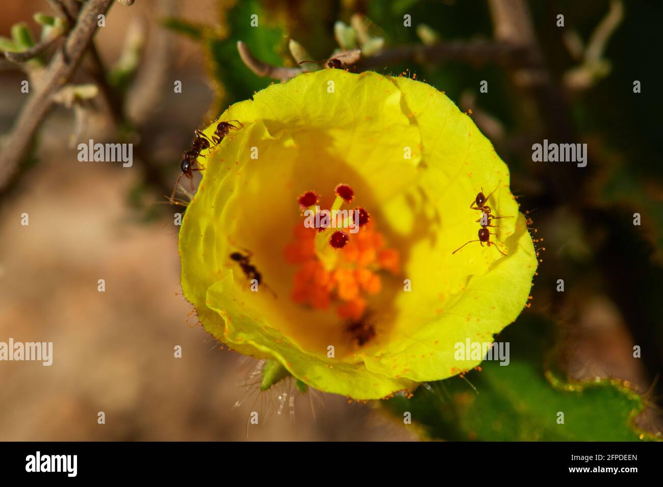 Dwarf wild Hibiscus (Hibiscus aethiopicus) on Stellenbosch Mountain ...