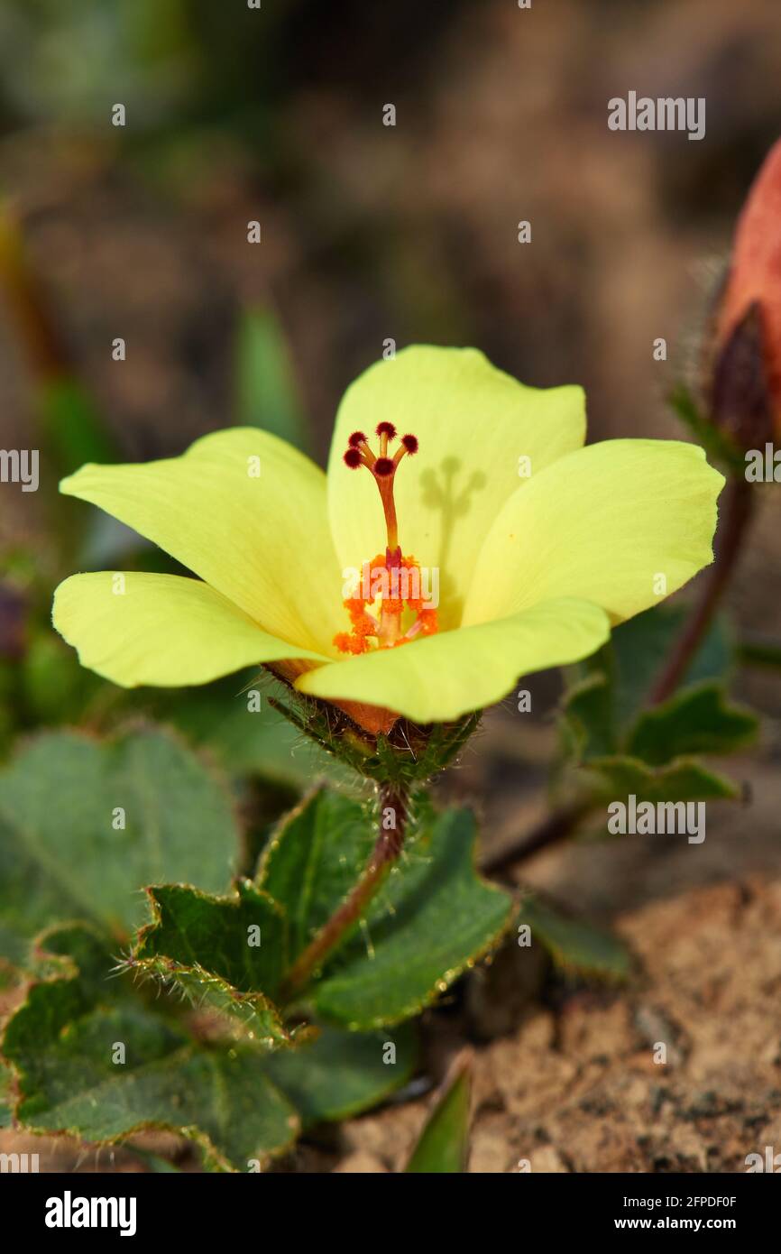 Wild yellow hibiscus hibiscus hi-res stock photography and images - Alamy