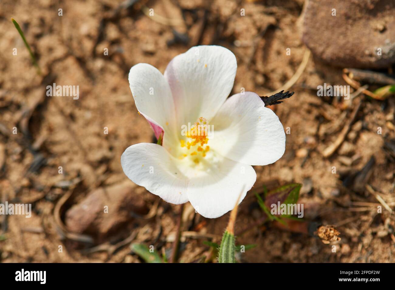 Unknown Hibiscus flower (looks like Hibiscus denudatus - Paleface Rock Hibiscus) on top of ...