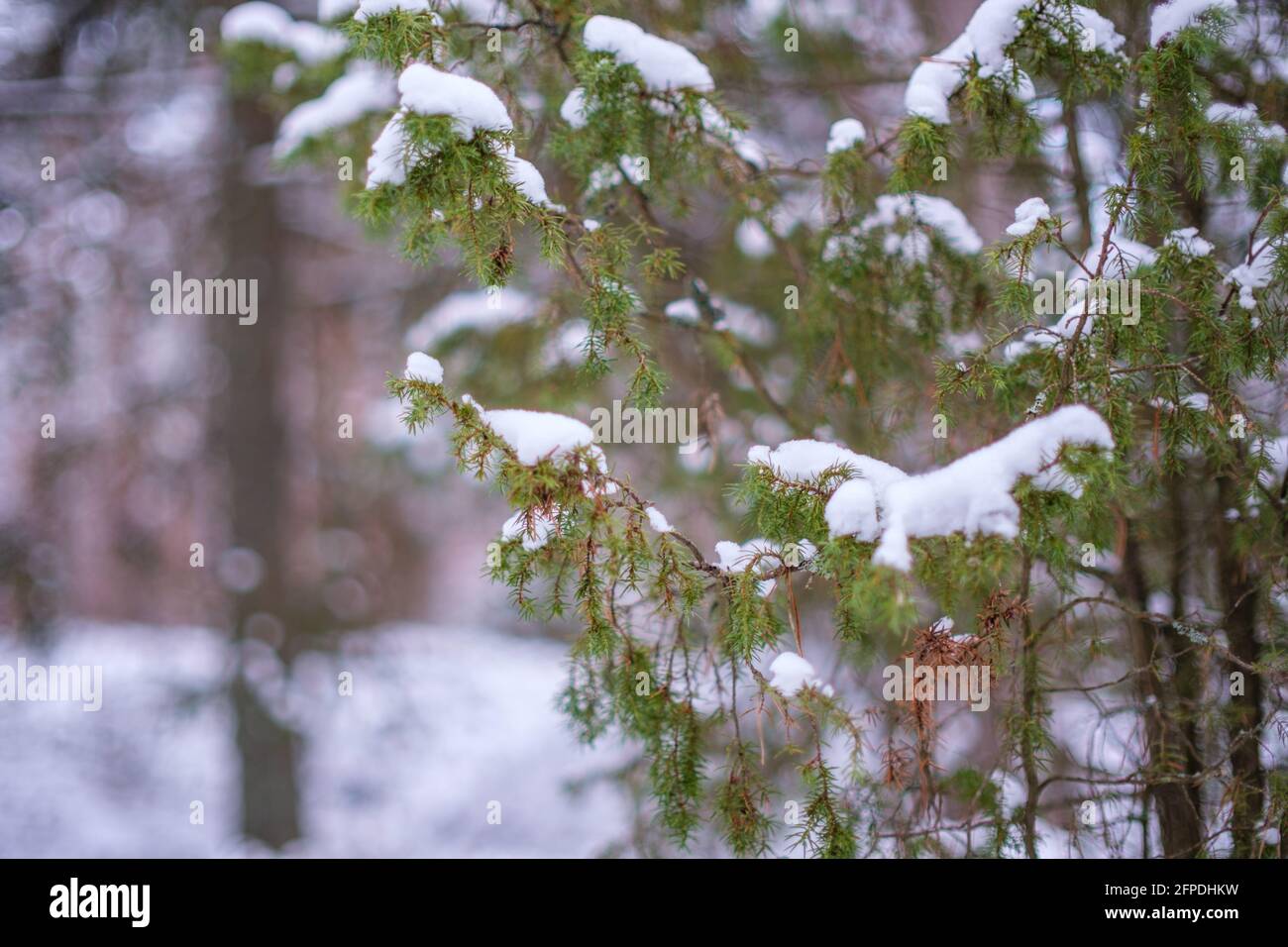 winter forest scene texture. trees covered in snow in sunny day Stock ...