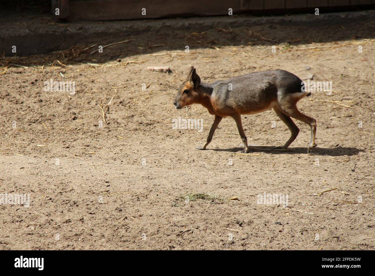 Patagonian mara in a zoo in france Stock Photo - Alamy