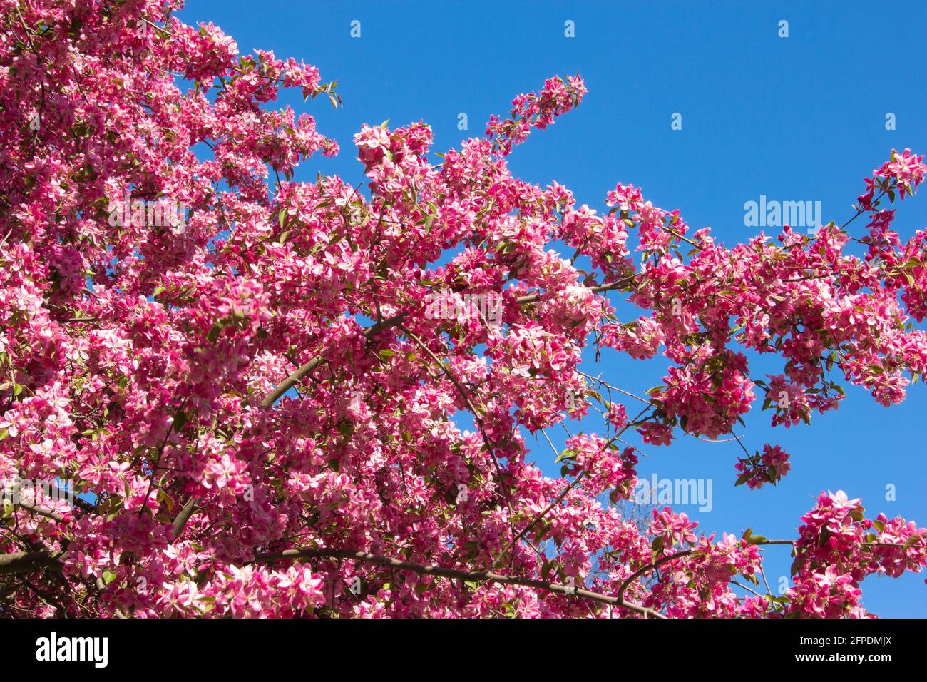 Japanese crab tree blossoms Stock Photo - Alamy