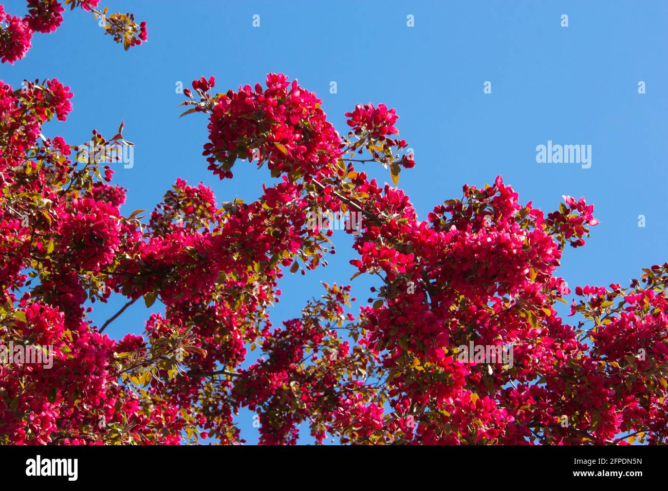 Paradise apple tree hi-res stock photography and images - Alamy