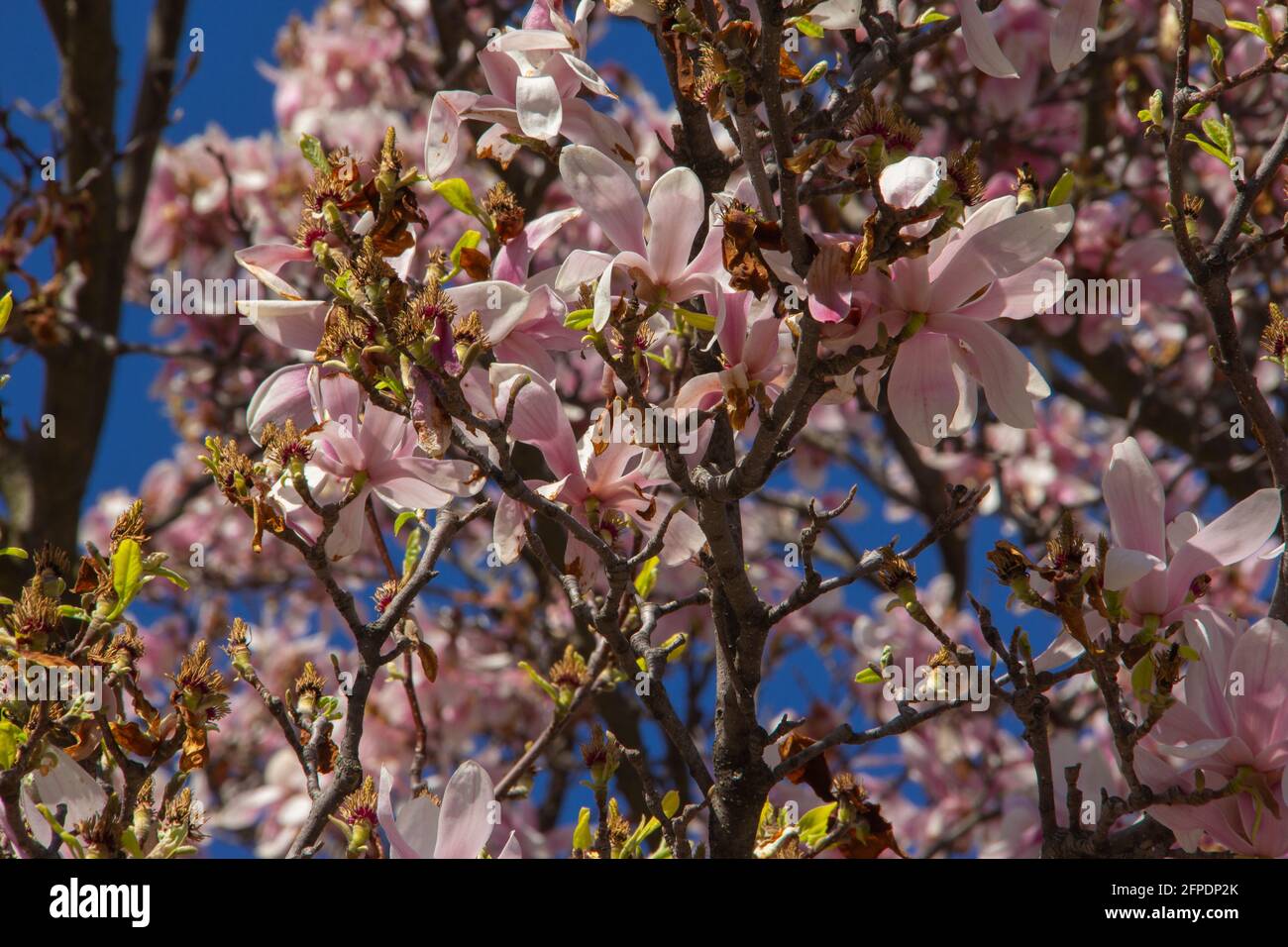 Lily magnolia tree hi-res stock photography and images - Alamy