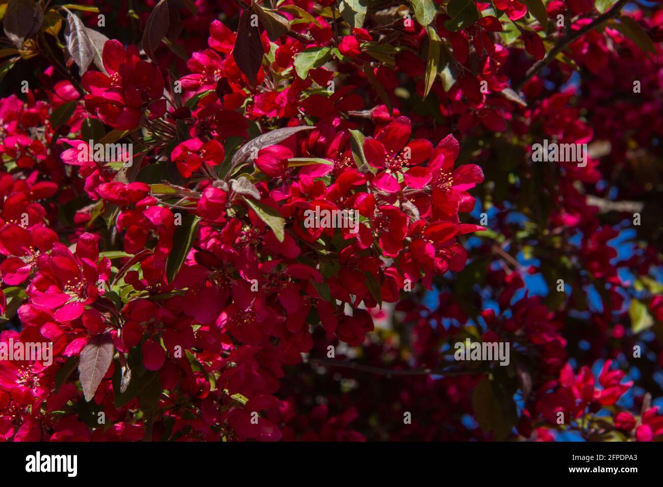 Paradise apple tree hi-res stock photography and images - Alamy