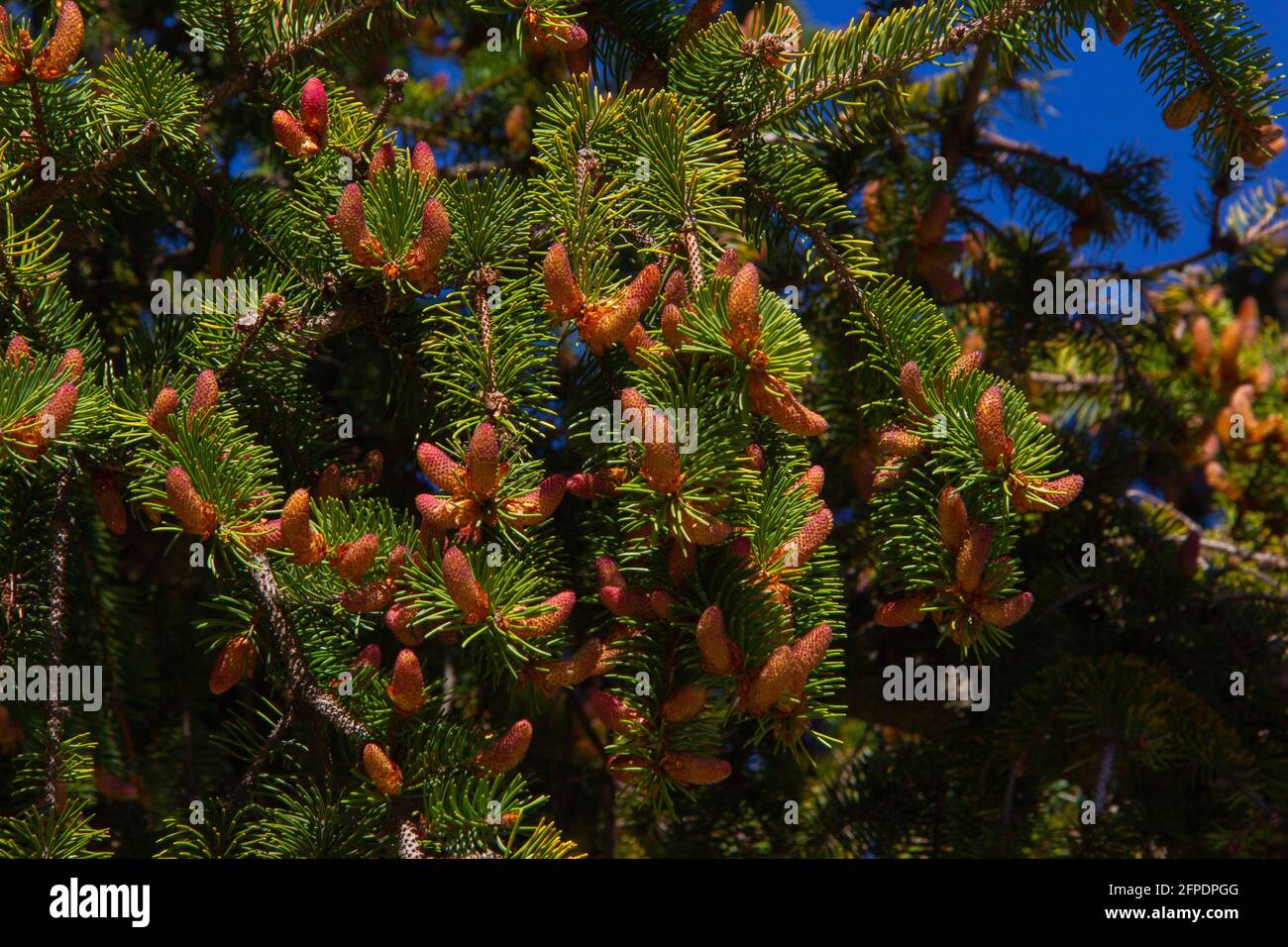 Evergreen cones hi-res stock photography and images - Alamy
