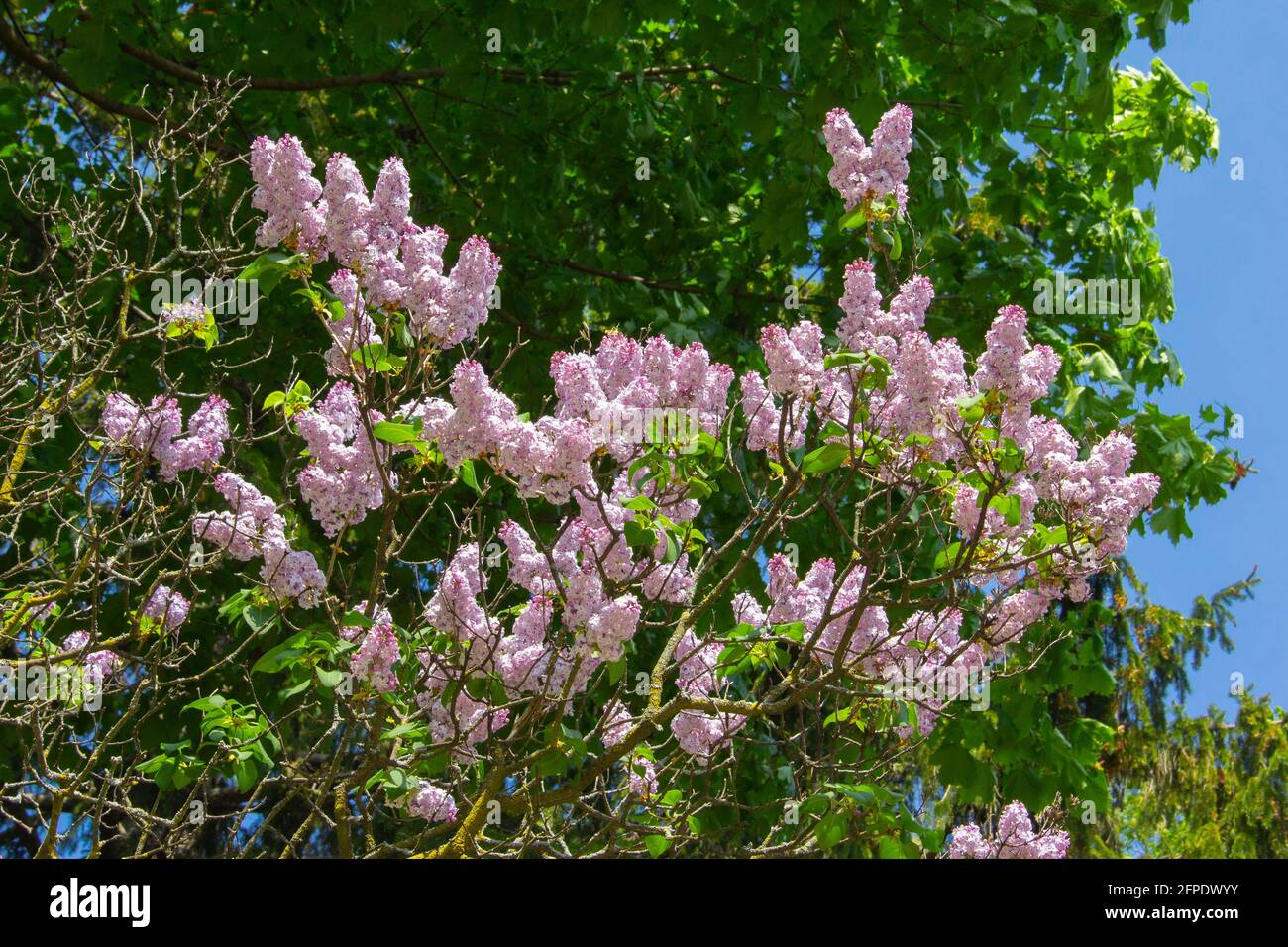 Lilac tree detail Stock Photo - Alamy