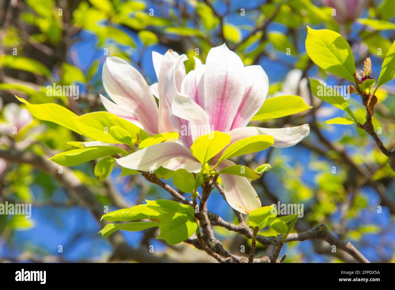 Magnolia tree leaf hi-res stock photography and images - Alamy