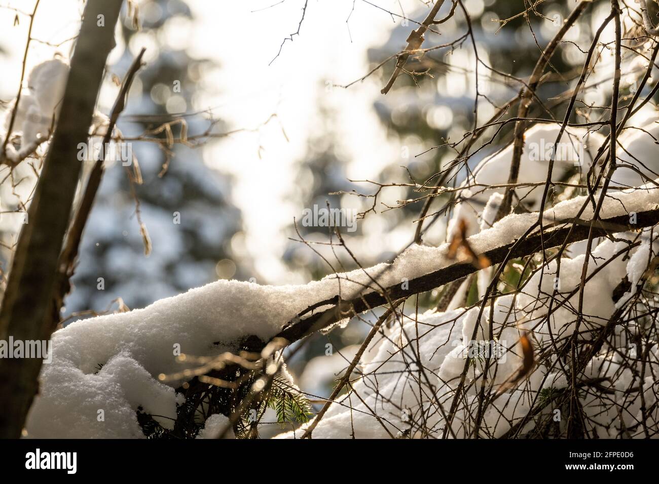 winter forest scene texture. trees covered in snow in sunny day Stock ...
