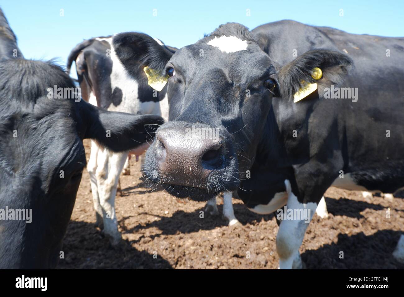 The muzzles of cows in a filthy wall with a metal fence look into the ...