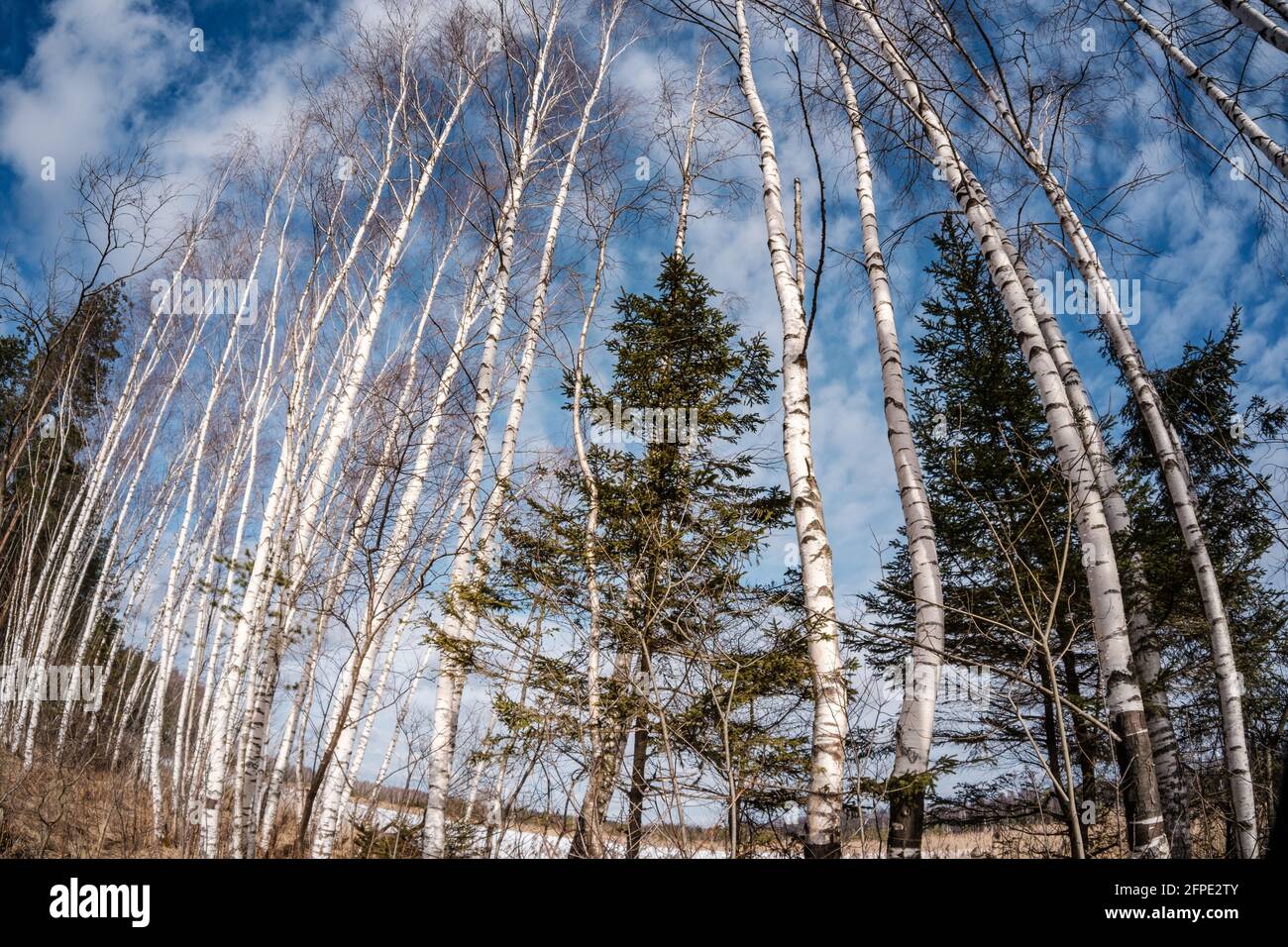 tree trunk wall on the side of the field. nature forest scene Stock ...