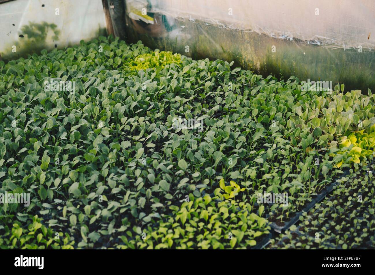 small seedlings of plants growing inside of a greenhouse during spring ...