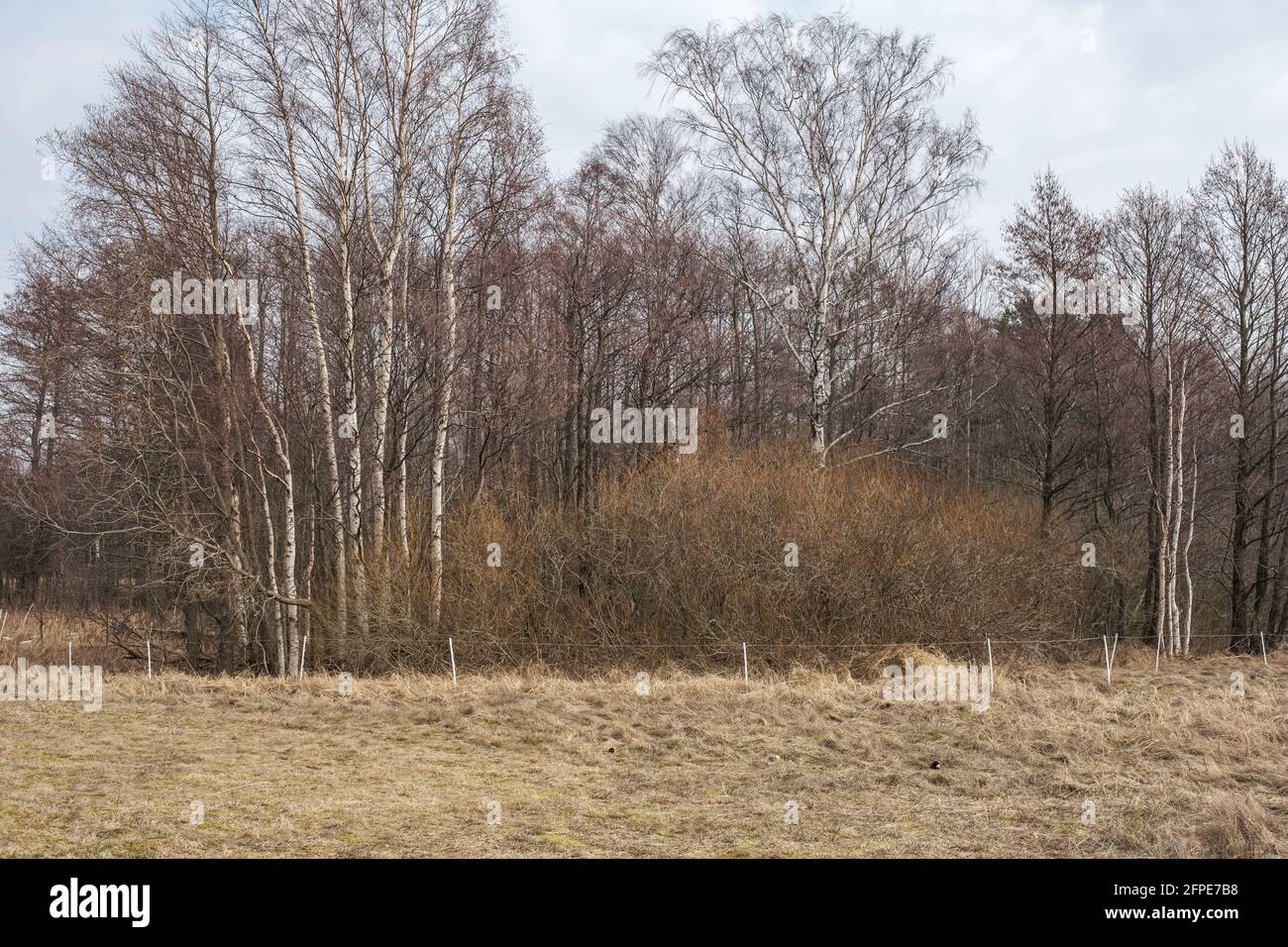 tree trunk wall on the side of the field. nature forest scene Stock ...