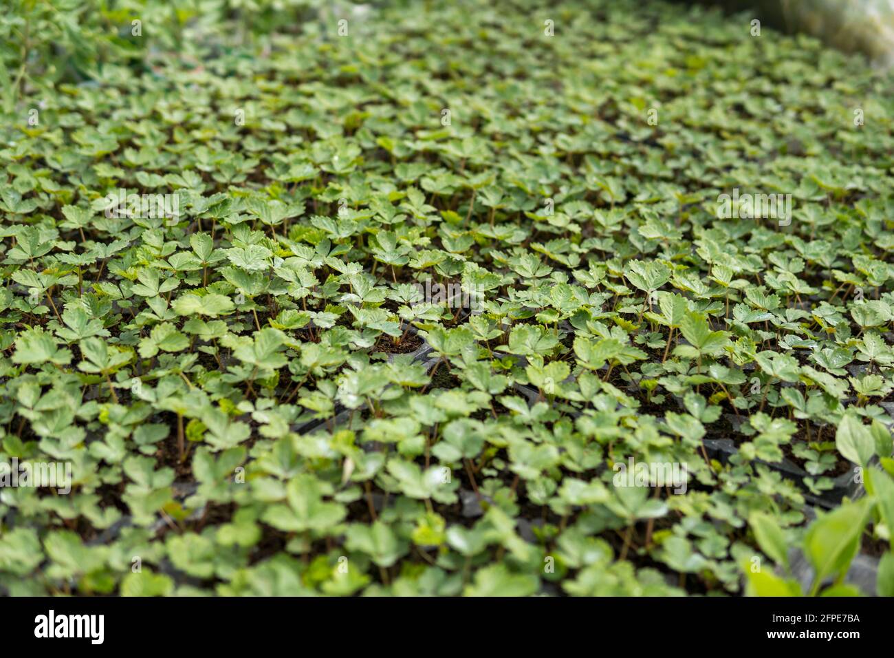 small seedlings of plants growing inside of a greenhouse during spring ...