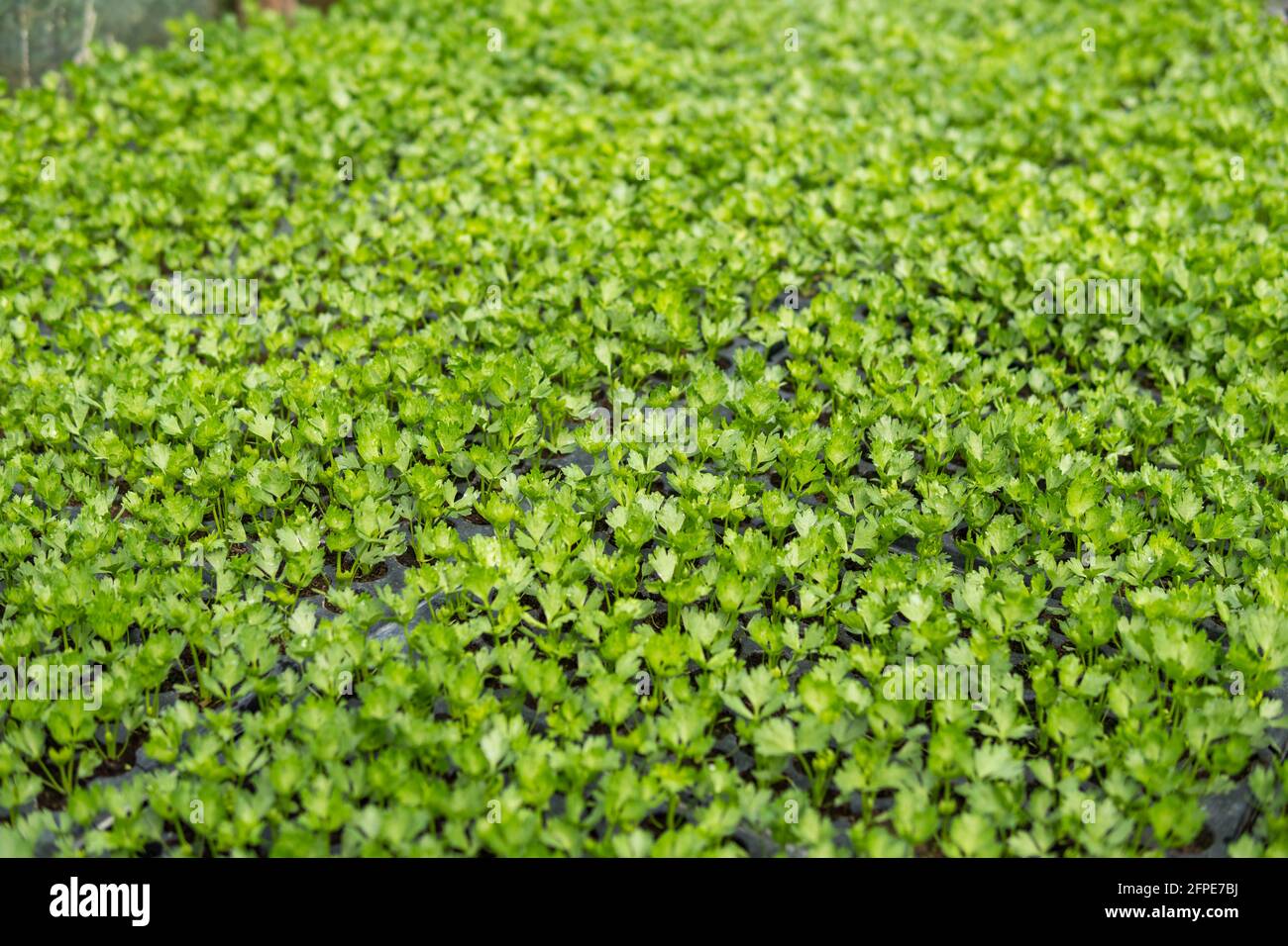 small seedlings of plants growing inside of a greenhouse during spring ...