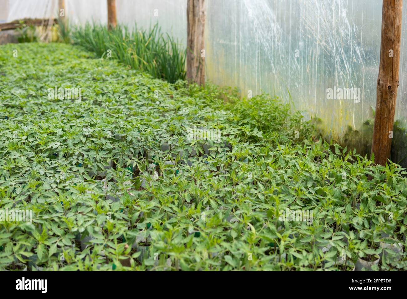small seedlings of plants growing inside of a greenhouse during spring ...