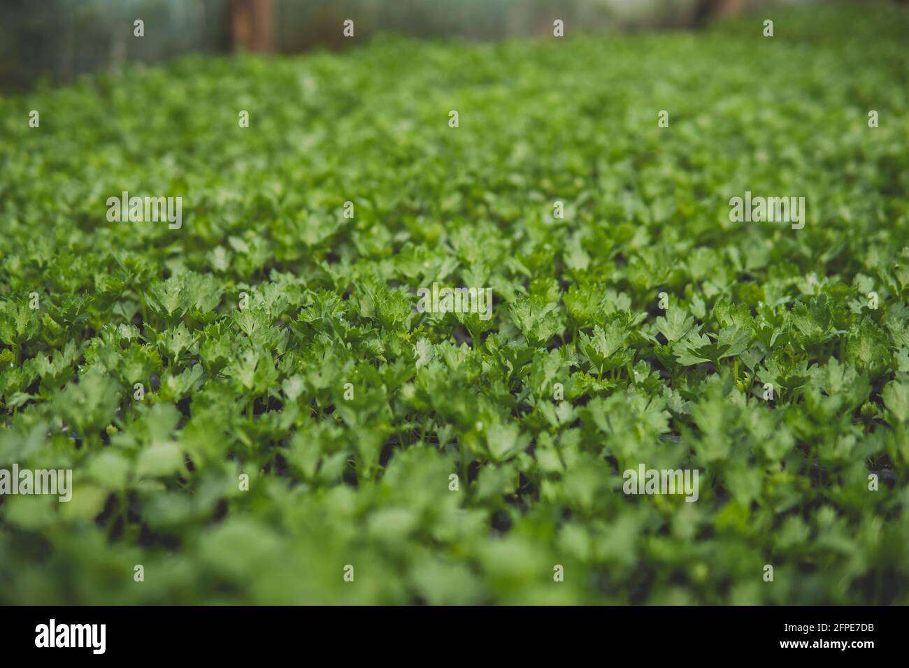 small seedlings of plants growing inside of a greenhouse during spring ...