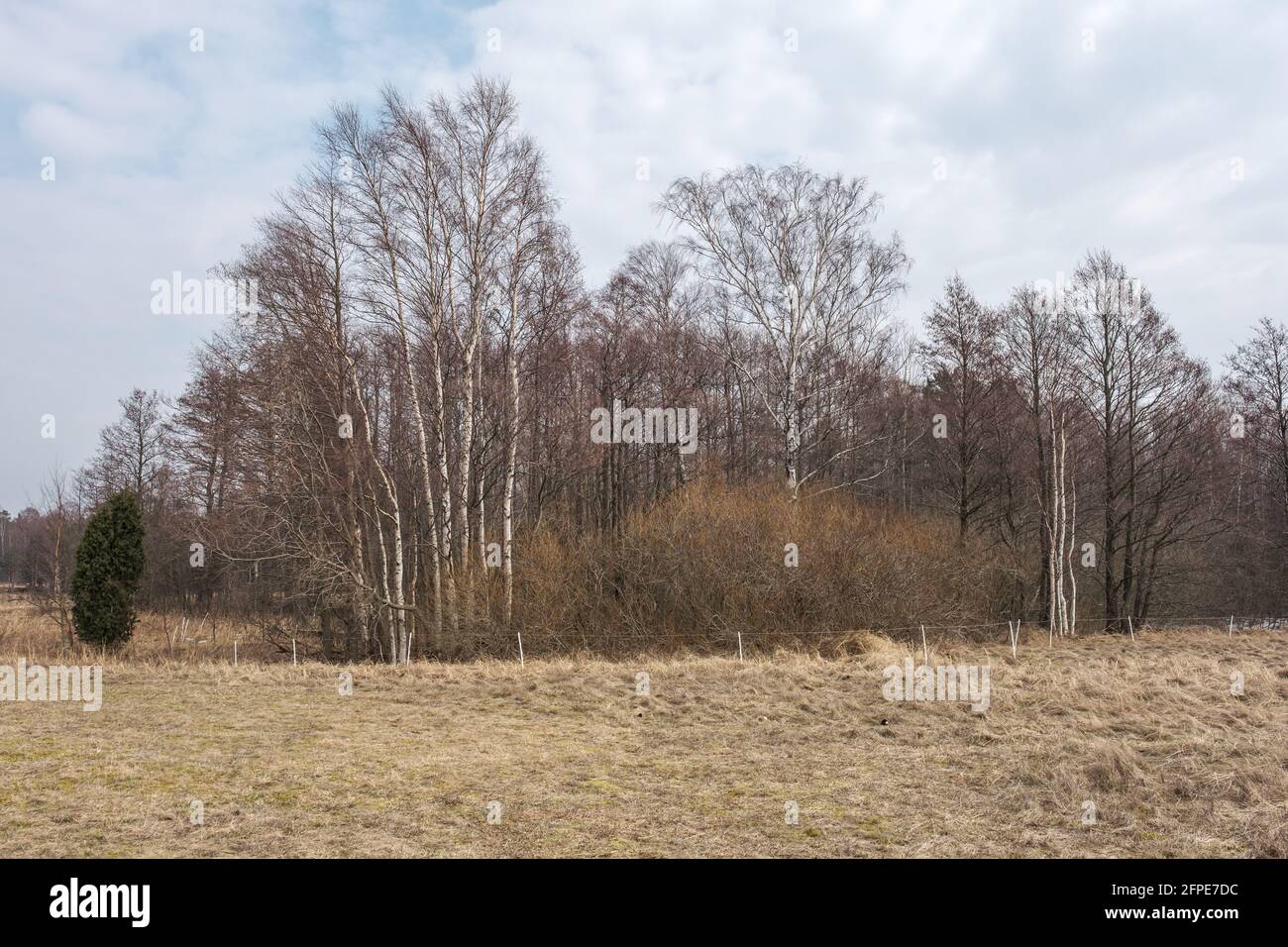 tree trunk wall on the side of the field. nature forest scene Stock ...