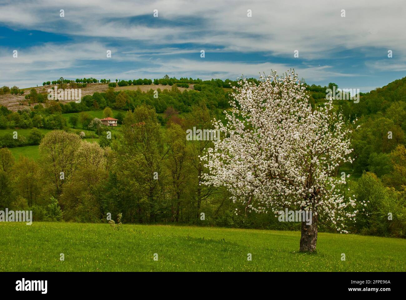Blossomed apple tree on countryside rural landscape as spring nature ...