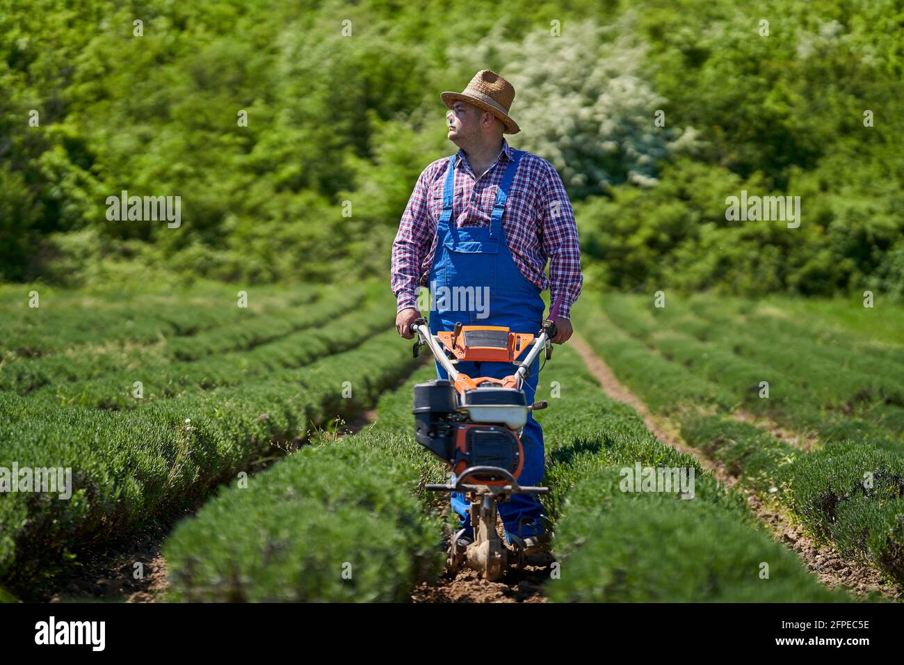 Farmer weeding with a motorized tiller on a lavender field Stock Photo ...