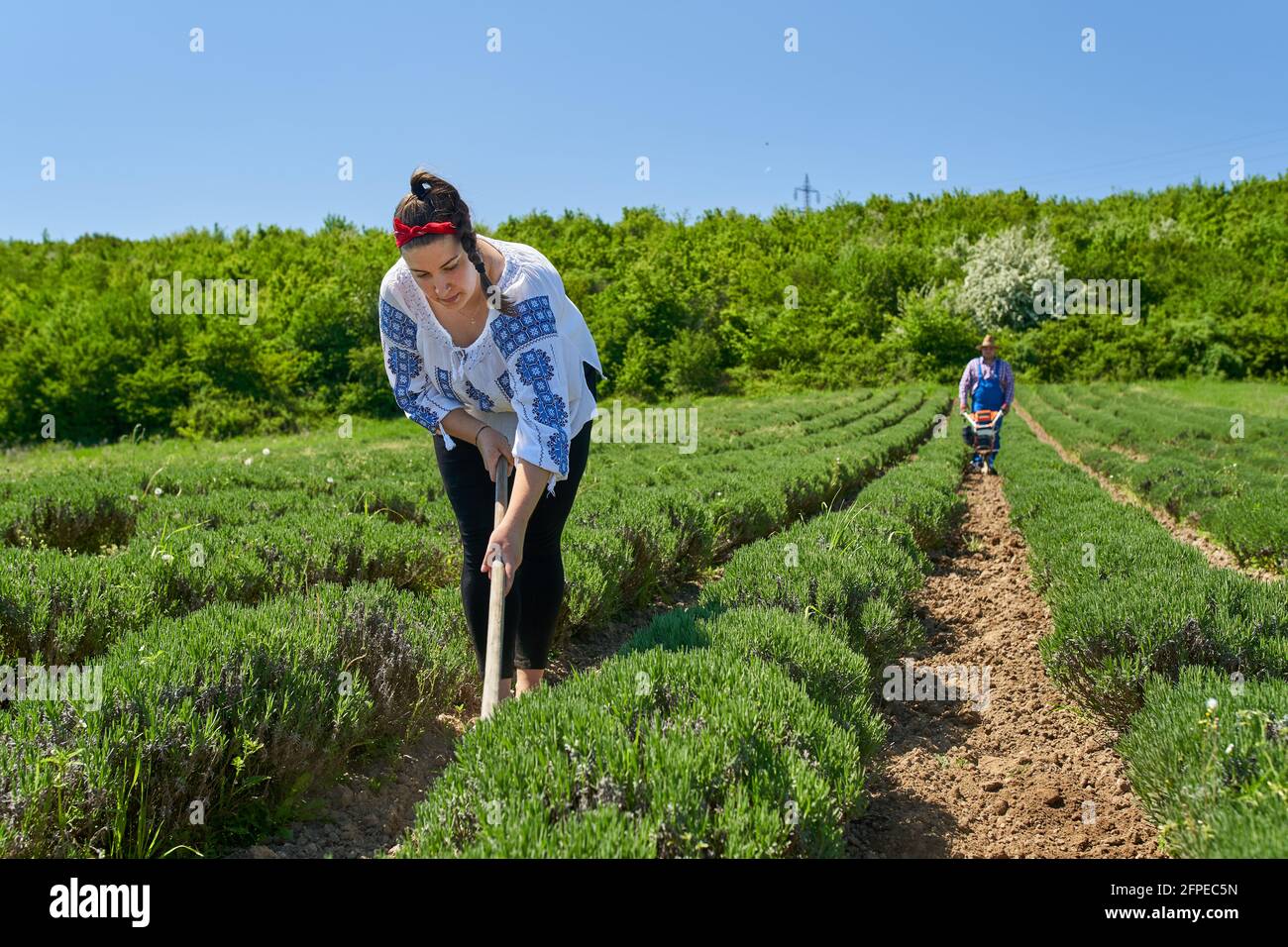 Family of farmers weeding the lavender plantation with manual tools and ...