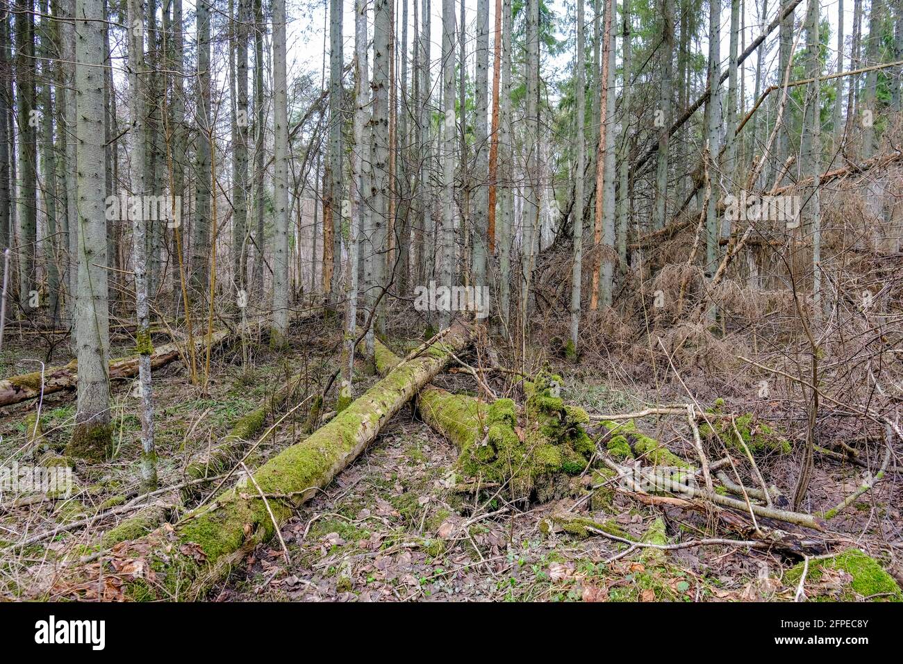 tree trunk wall on the side of the field. nature forest scene Stock ...