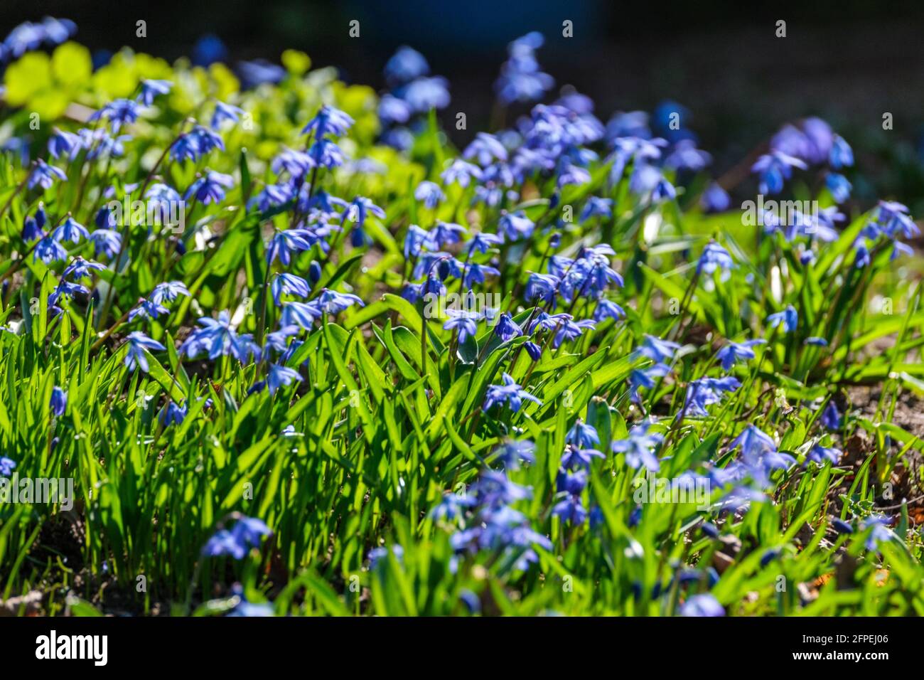small blue spring flowers in green grass in sunny day Stock Photo - Alamy