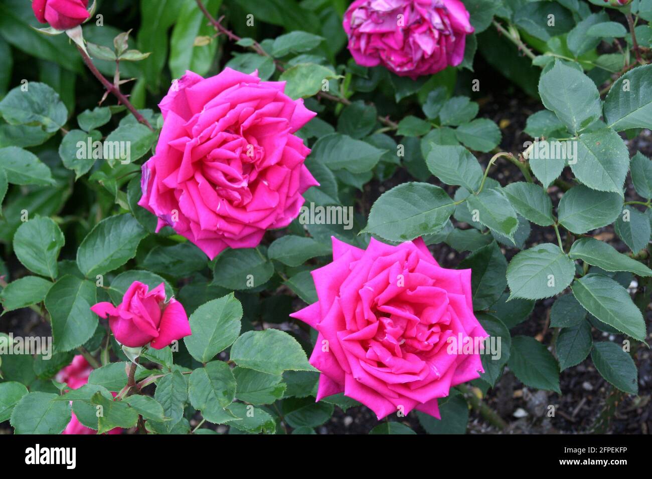 Pink rosebush in bloom, Hampton Court, London Stock Photo - Alamy