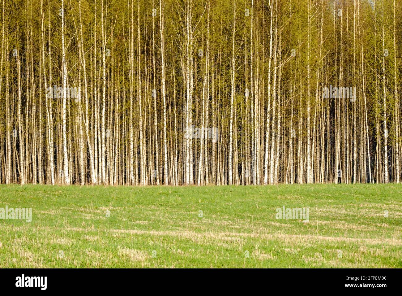 tree trunk wall on the side of the field. nature forest scene Stock ...
