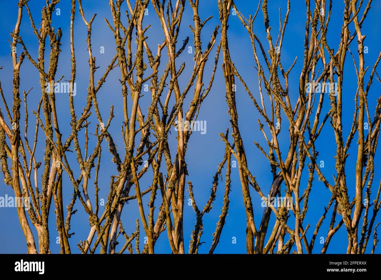 tree trunk wall on the side of the field. nature forest scene Stock ...