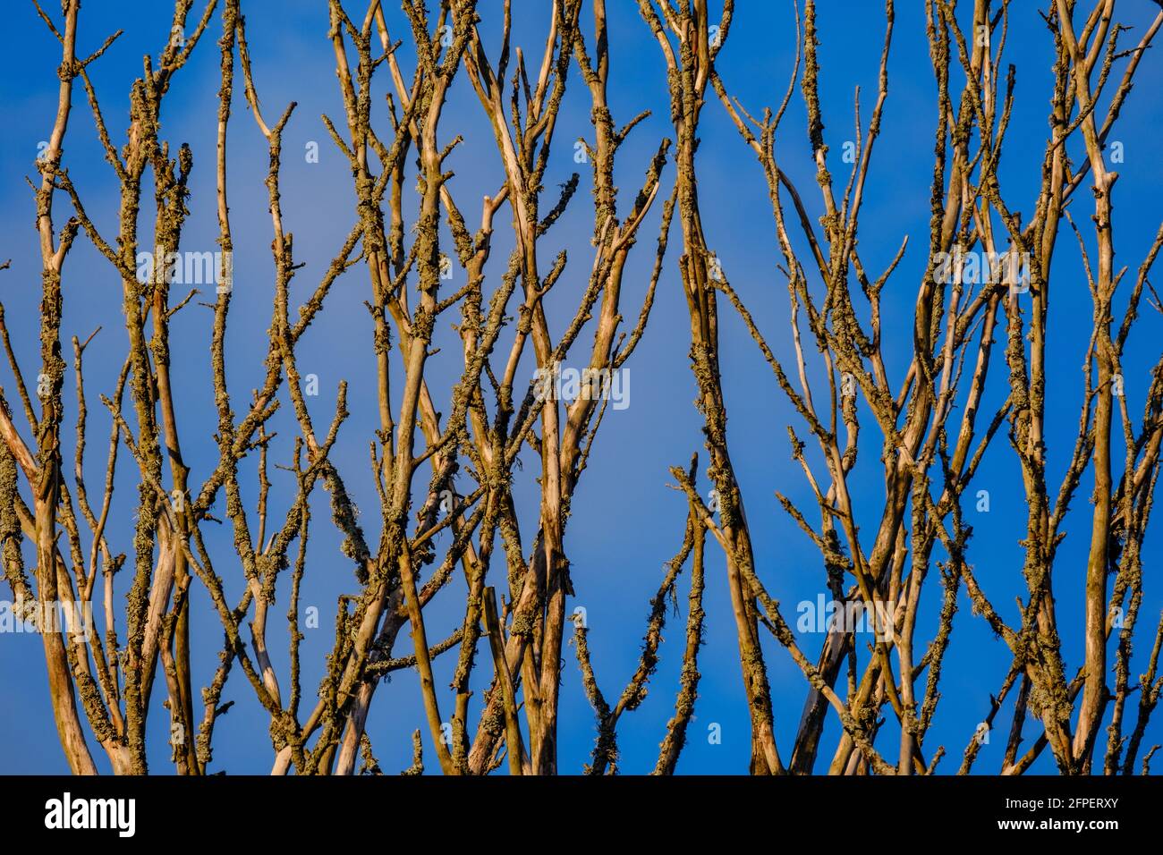 tree trunk wall on the side of the field. nature forest scene Stock ...