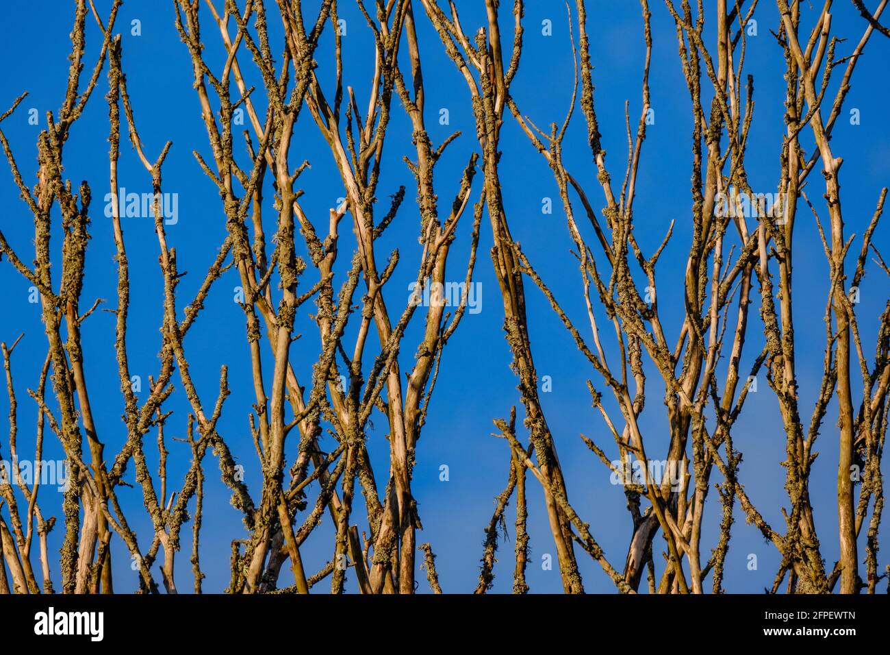 tree trunk wall on the side of the field. nature forest scene Stock ...