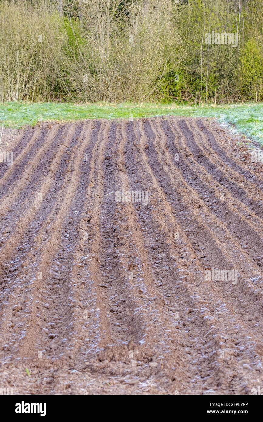 small agriculture field with plow marks ready for planting Stock Photo ...
