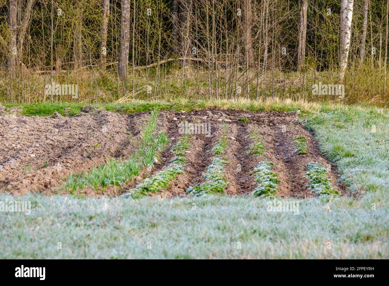 small agriculture field with plow marks ready for planting Stock Photo ...