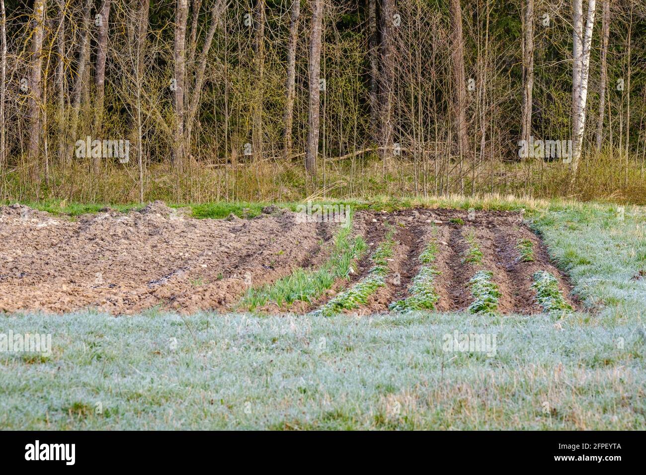 small agriculture field with plow marks ready for planting Stock Photo ...