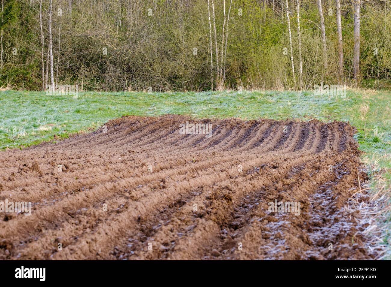 small agriculture field with plow marks ready for planting Stock Photo ...