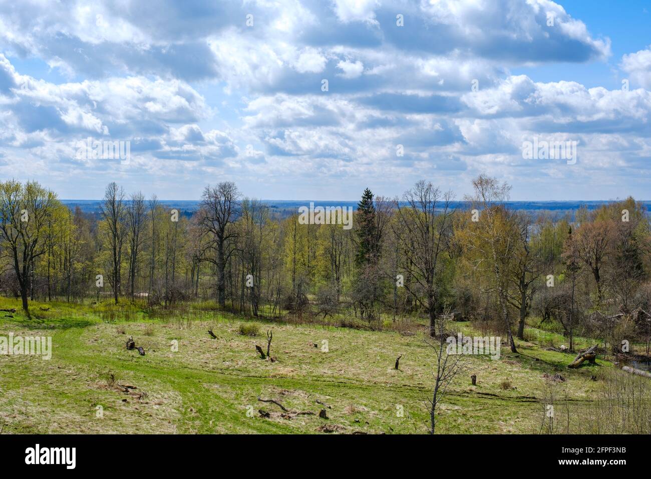 spring summer fields in countryside with forest in background. green ...