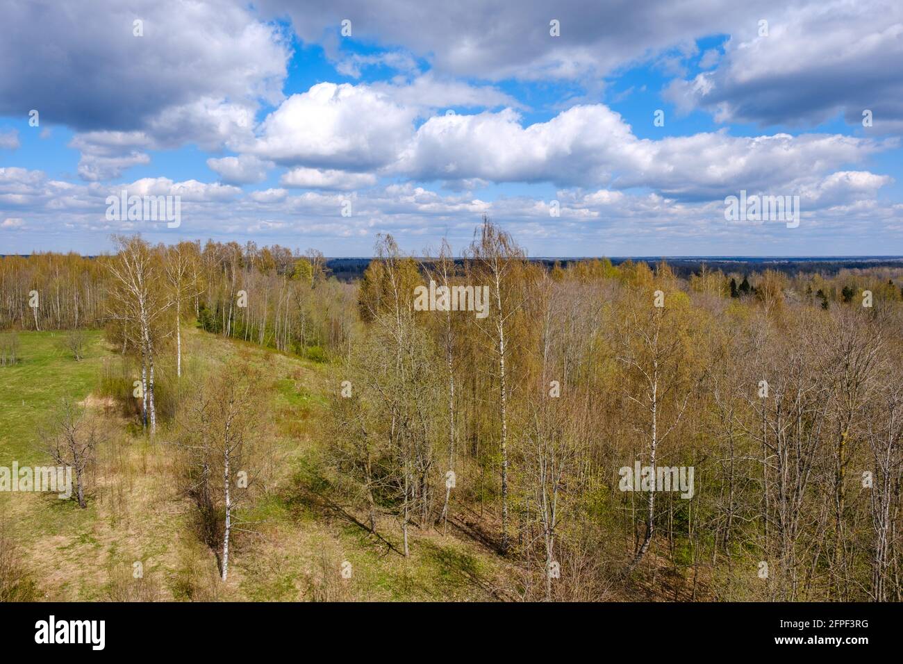 spring summer fields in countryside with forest in background. green ...
