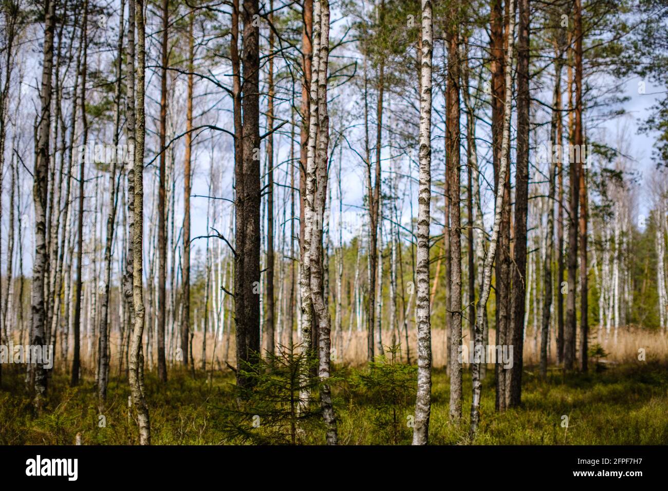 tree trunk wall on the side of the field. nature forest scene Stock ...