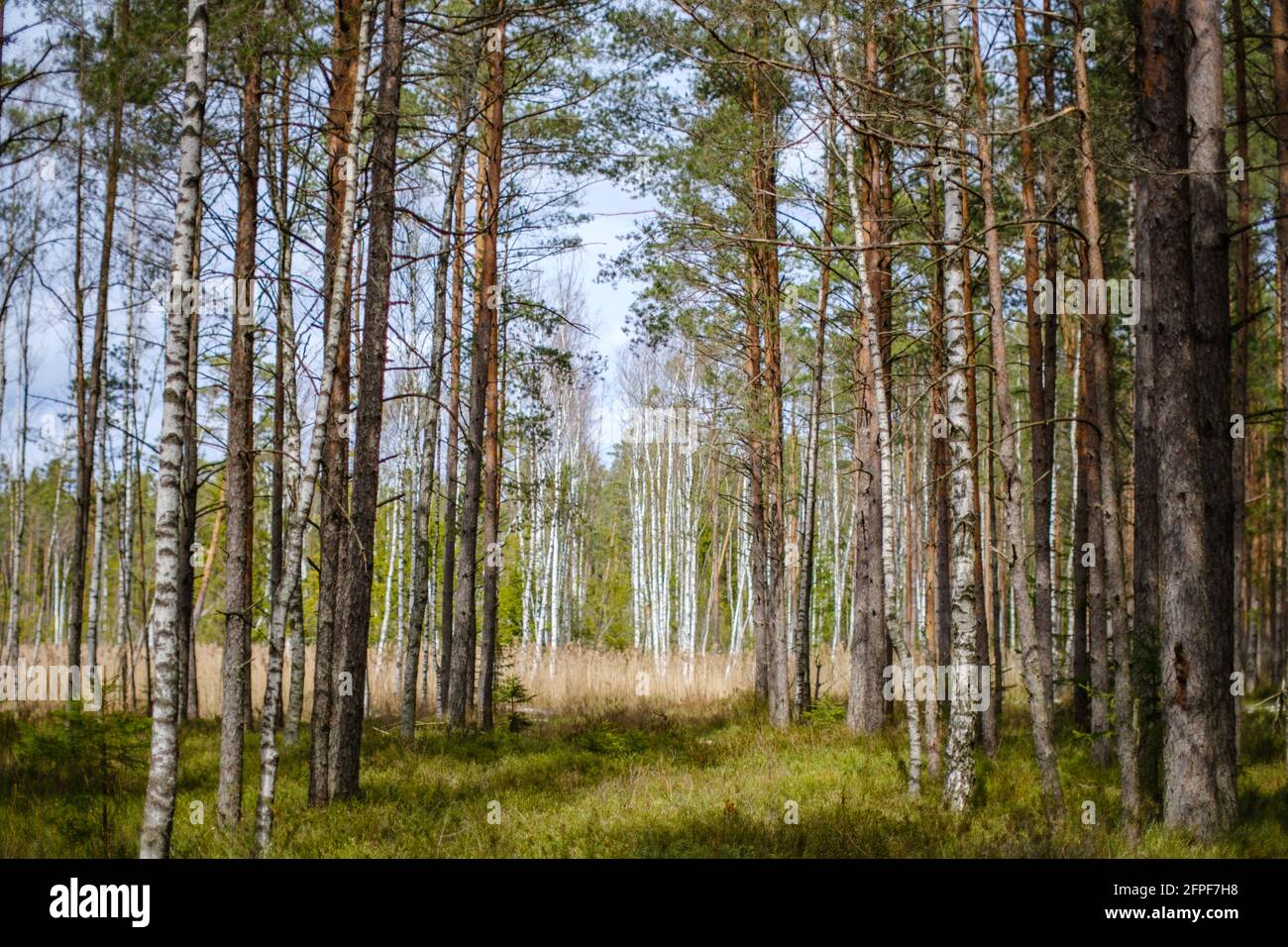 tree trunk wall on the side of the field. nature forest scene Stock ...