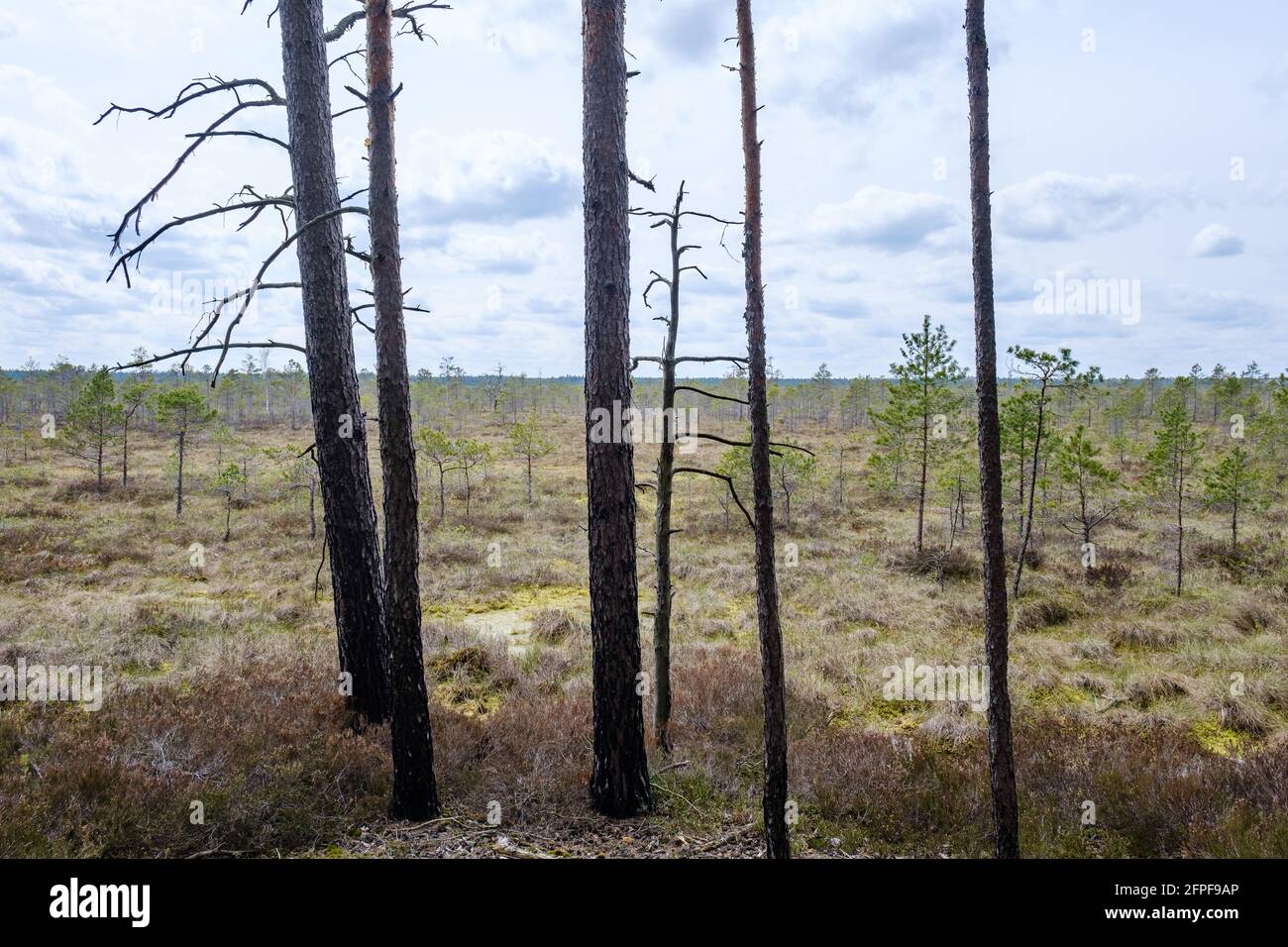 tree trunk wall on the side of the field. nature forest scene Stock ...