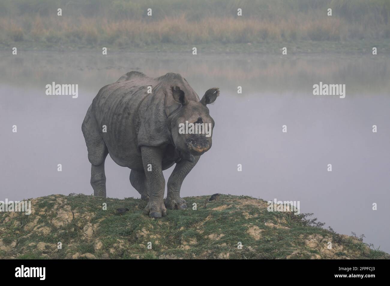 Indian One Horned Rhinoceros near water, Kaziranga Tiger Reserve, Assam ...
