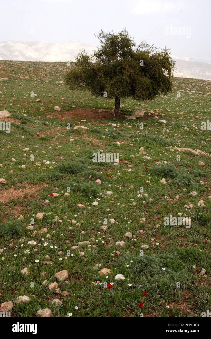 Wildflowers in the judean desert hi-res stock photography and images ...