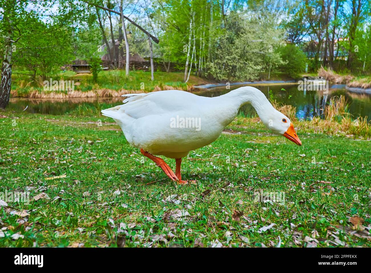 The angry goose on the bank of the lake in Mamajeva Sloboda Cossack ...