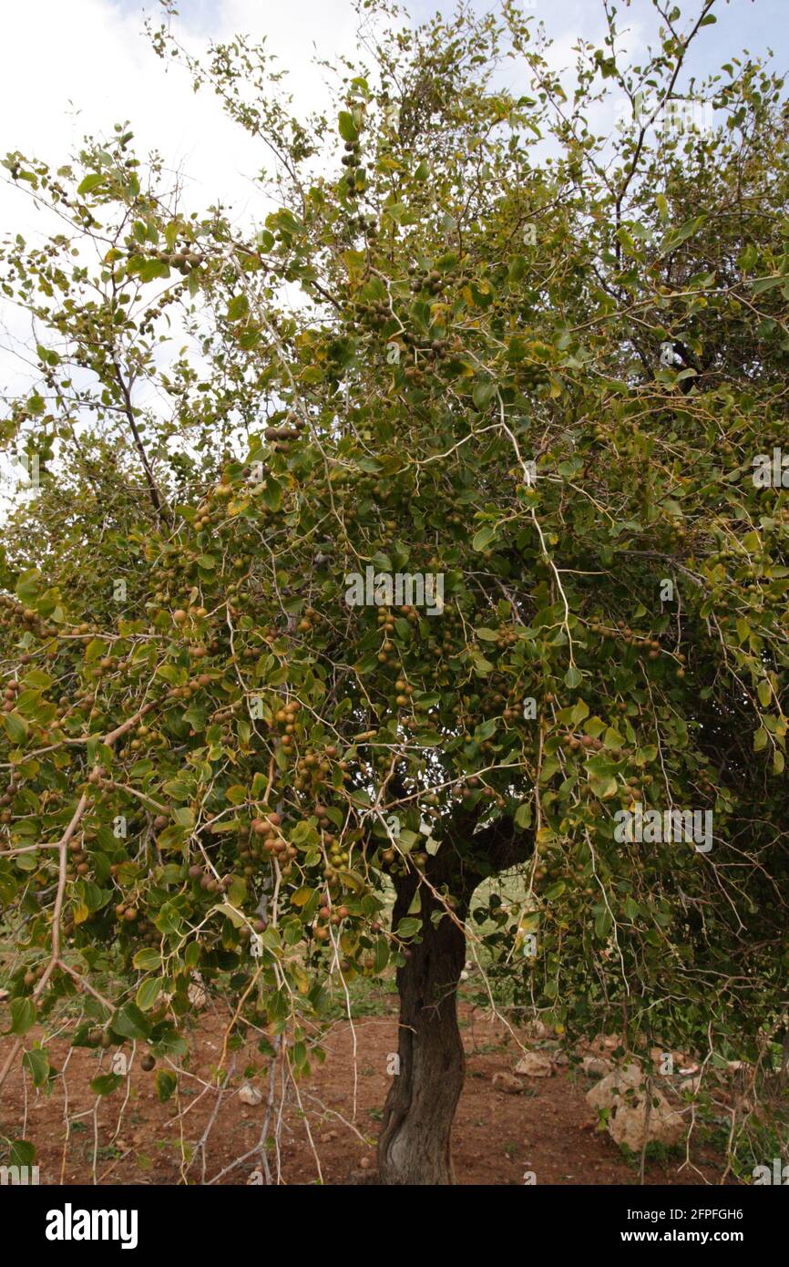 Ziziphus Spina Christi Tree or Christ Thorn Jujube, edible fruit hangs ...