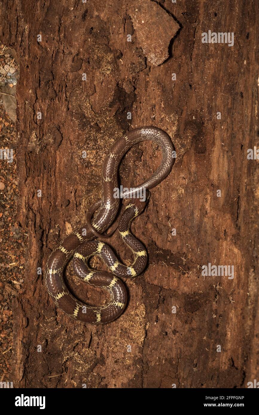 Common Wolf Snake, Lycodon aulicus Stock Photo - Alamy
