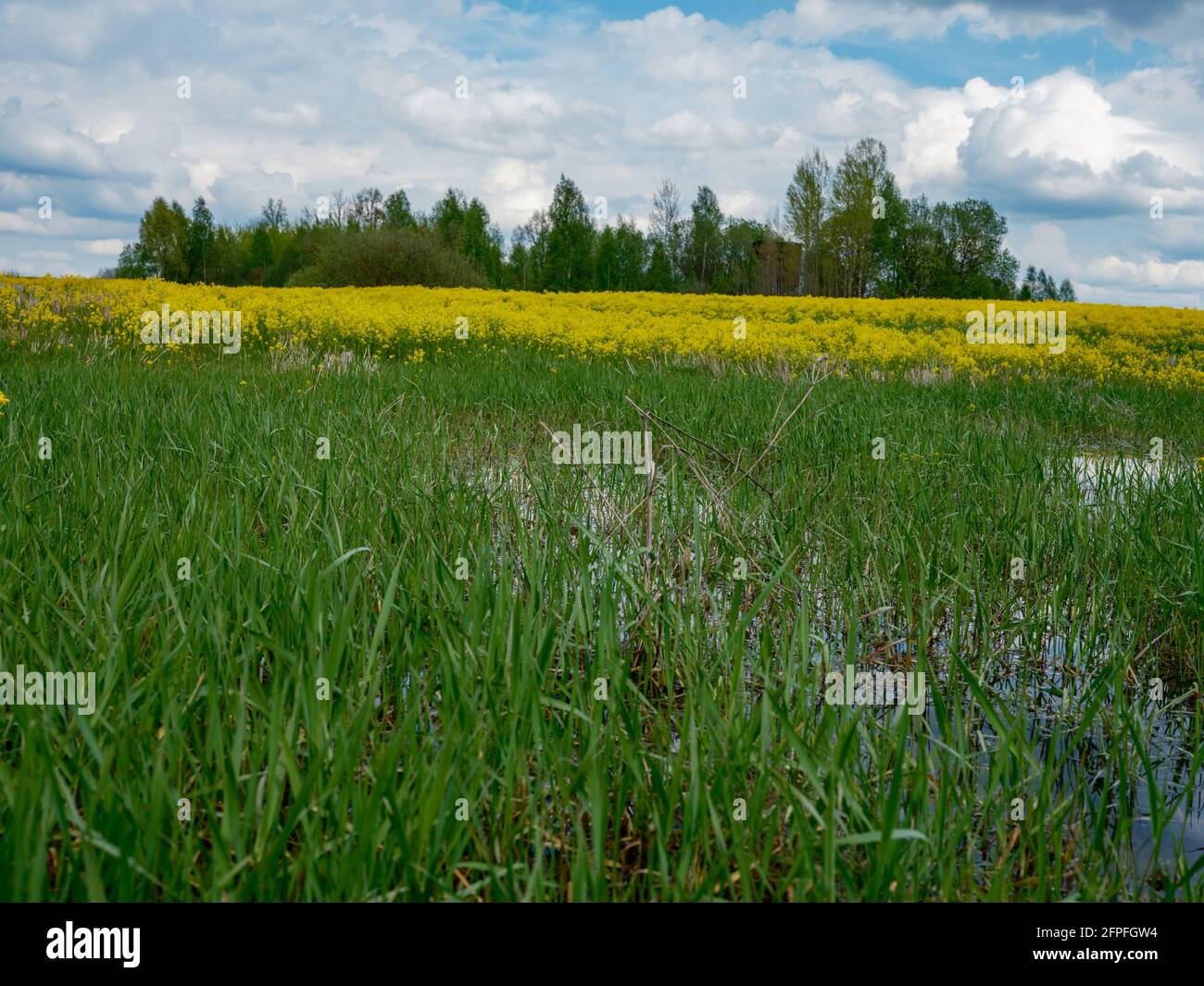 spring summer fields in countryside with forest in background. green ...