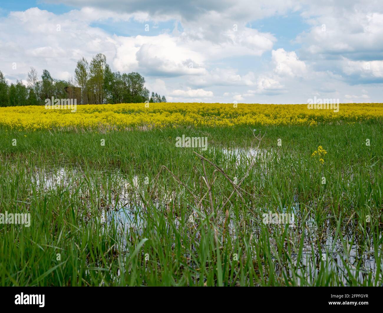 spring summer fields in countryside with forest in background. green ...