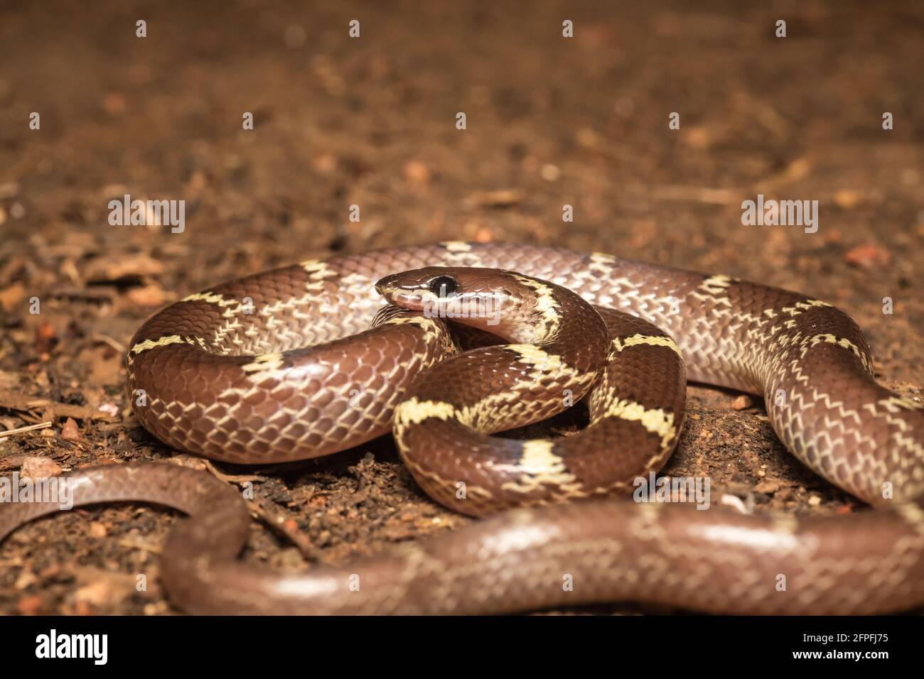 Common Wolf Snake, Lycodon aulicus Stock Photo - Alamy